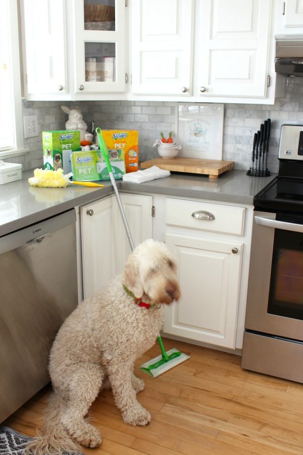 Pet Spring Cleaning Tips for Pet Owners - Clean and Scentsible