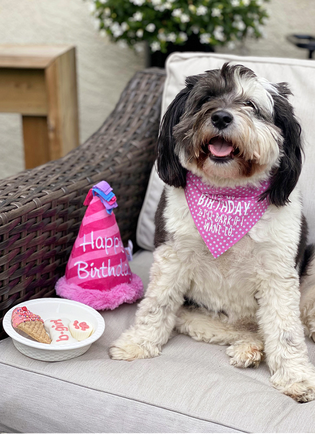 Easy No Sew DIY Dog Bandanas Clean And Scentsible